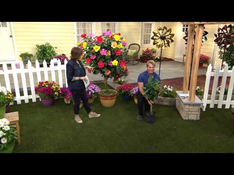 Cottage Farms Tutti Frutti Hibiscus Patio Tree with Jill Bauer