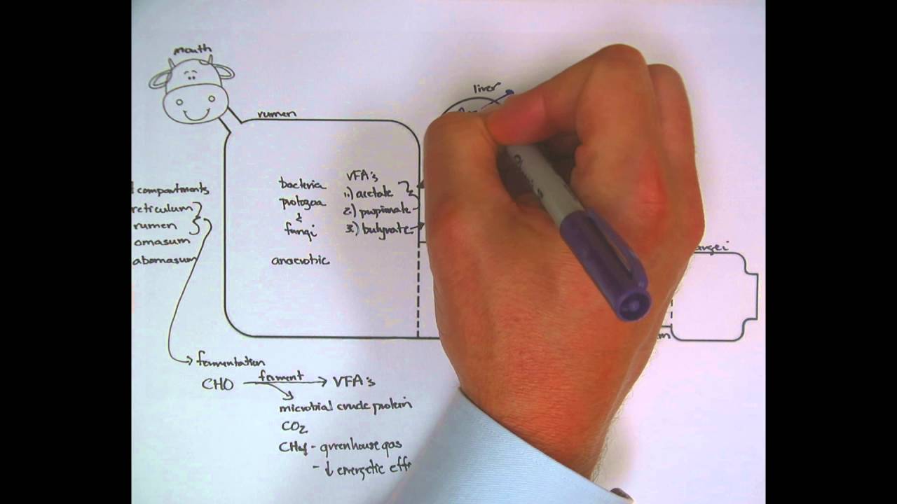 Wickersham Part 1- Ruminant