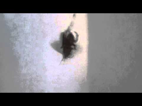 Feeding Araneus diadematus