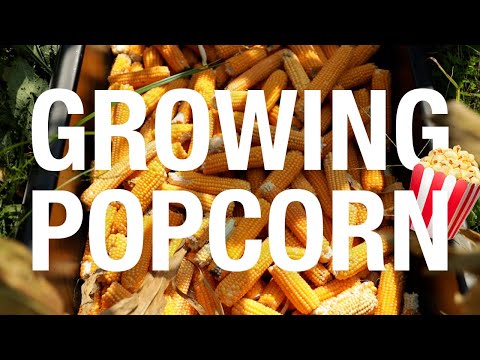 Where does popcorn come from?