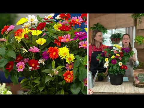 Roberta's 5-Piece Preciosa Series Zinnia Live Plants on QVC