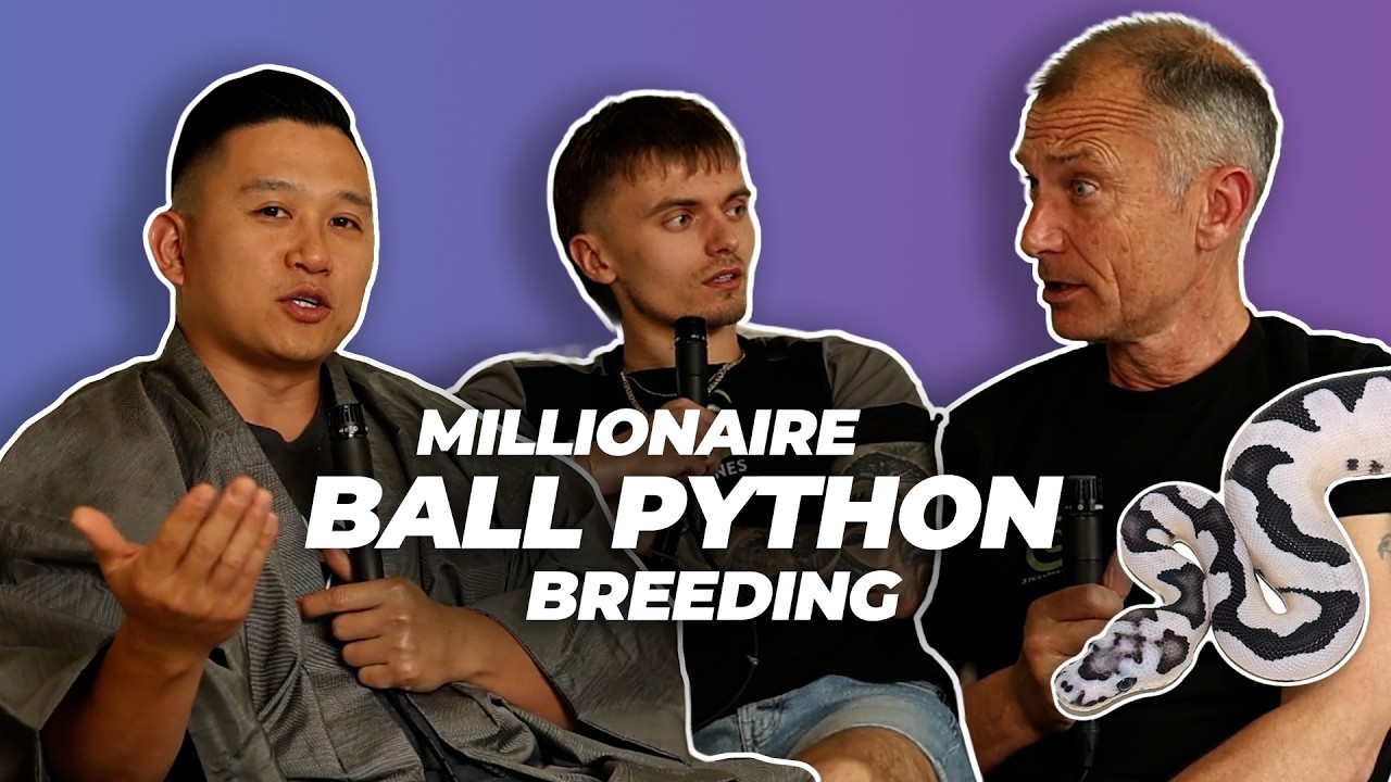 Entering the Ball Python Hobby at the TOP TIER | #ballpython #snake #reptiles