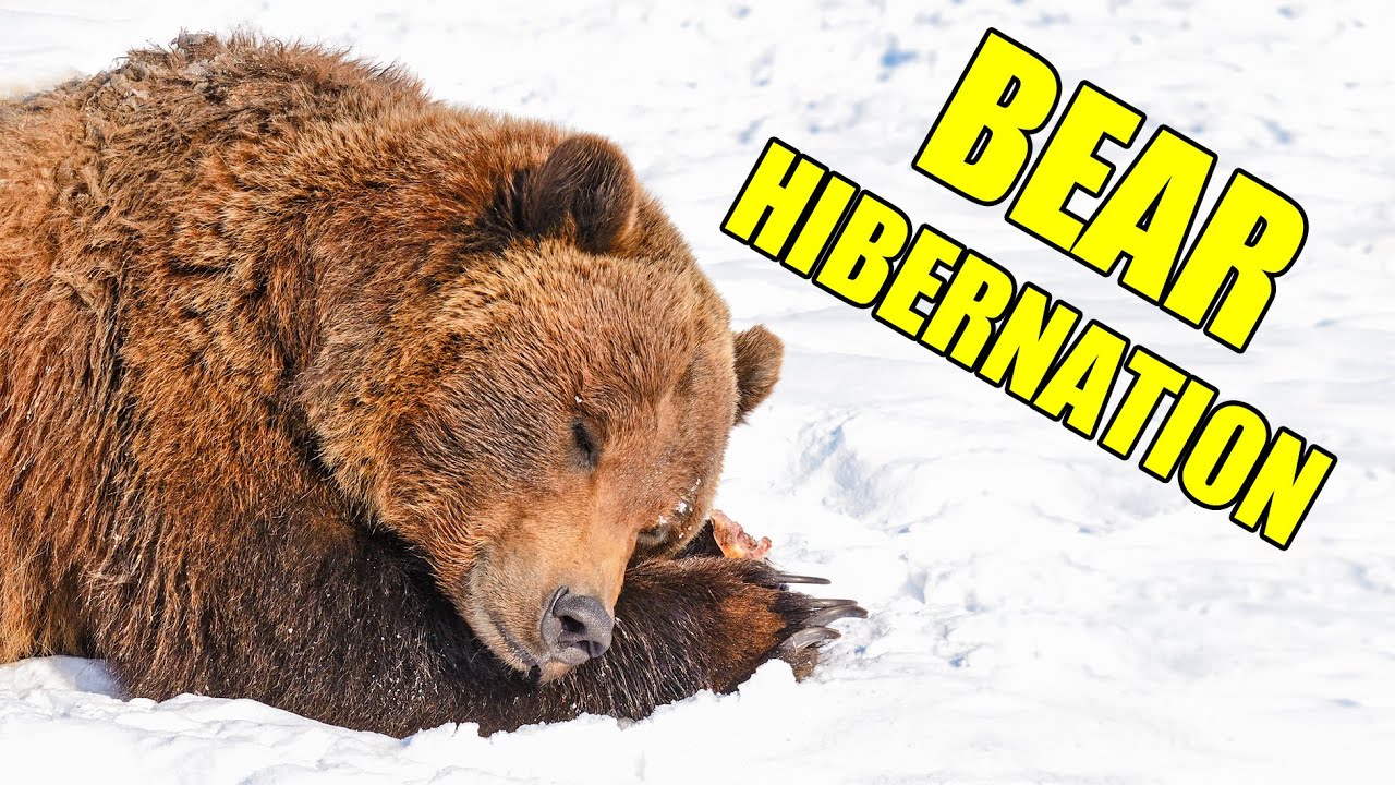 Bear Hibernation – Alaska Bear Hibernation Facts