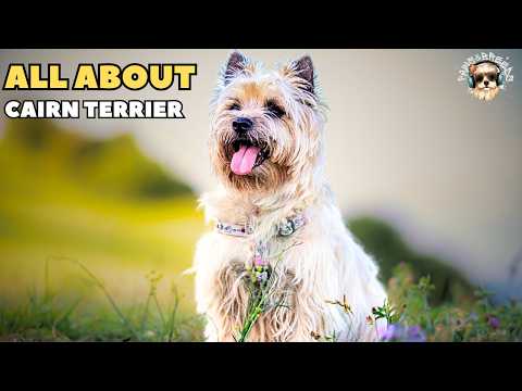 Discover the Amazing Secrets of the Cairn Terrier Dog Breed!