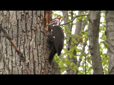 Species Spotlight: Pileated Woodpecker