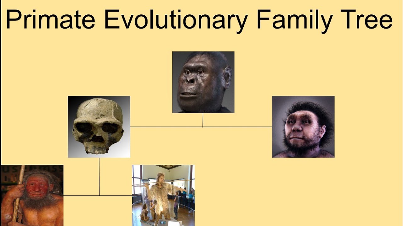 Primate evolutionary family tree.