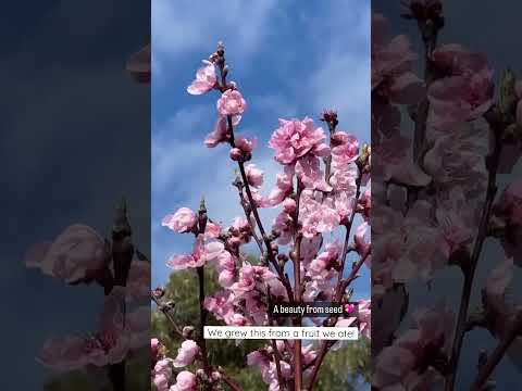 ~ 4 year old nectarine from seed | by Fruiting Garden