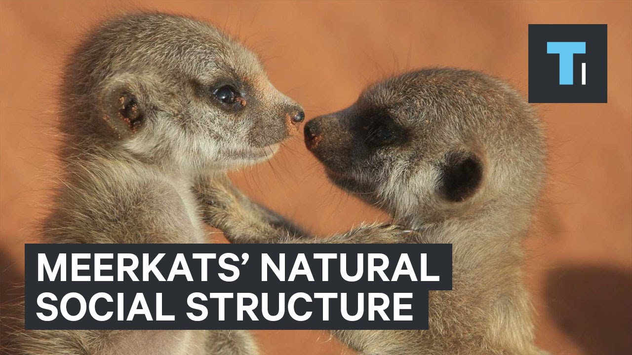 Meerkats' natural social structure