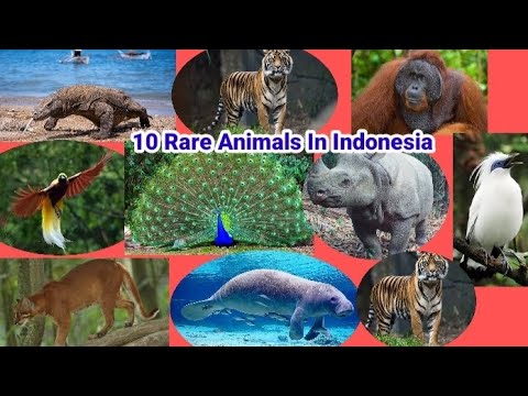 Top 10 Rarest Animals Found Only in Indonesia