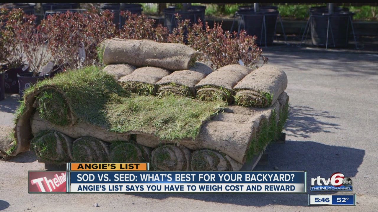 Sod vs. seed: What's better for your yard?