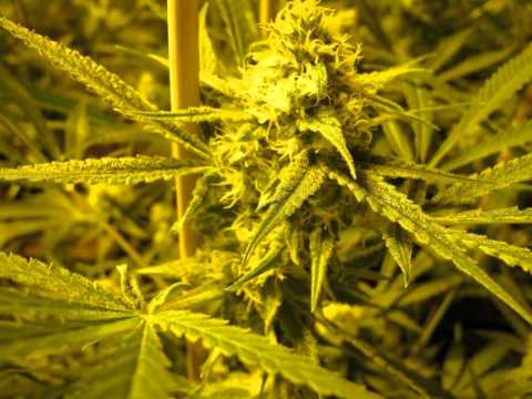 Ganja Channel + - MEDICAL SEEDS