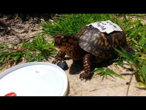 Here’s a box turtle eating blueberries – Overlooked Nature