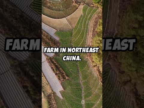 "Unveiling the Carbon Footprint of Crop–Livestock Dairy Farms in Northeast China"