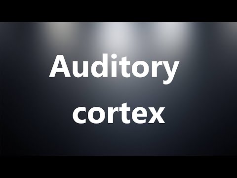 Auditory cortex - Medical Definition