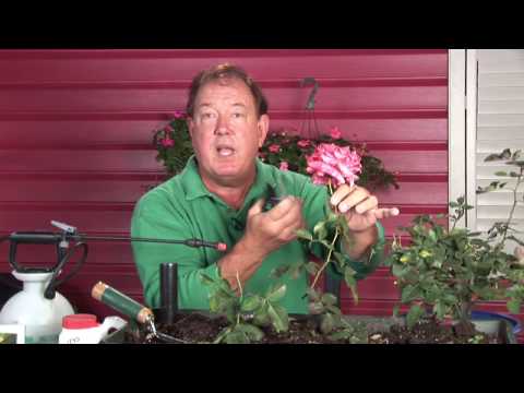 Growing Roses : How to Prune Hybrid Tea Roses