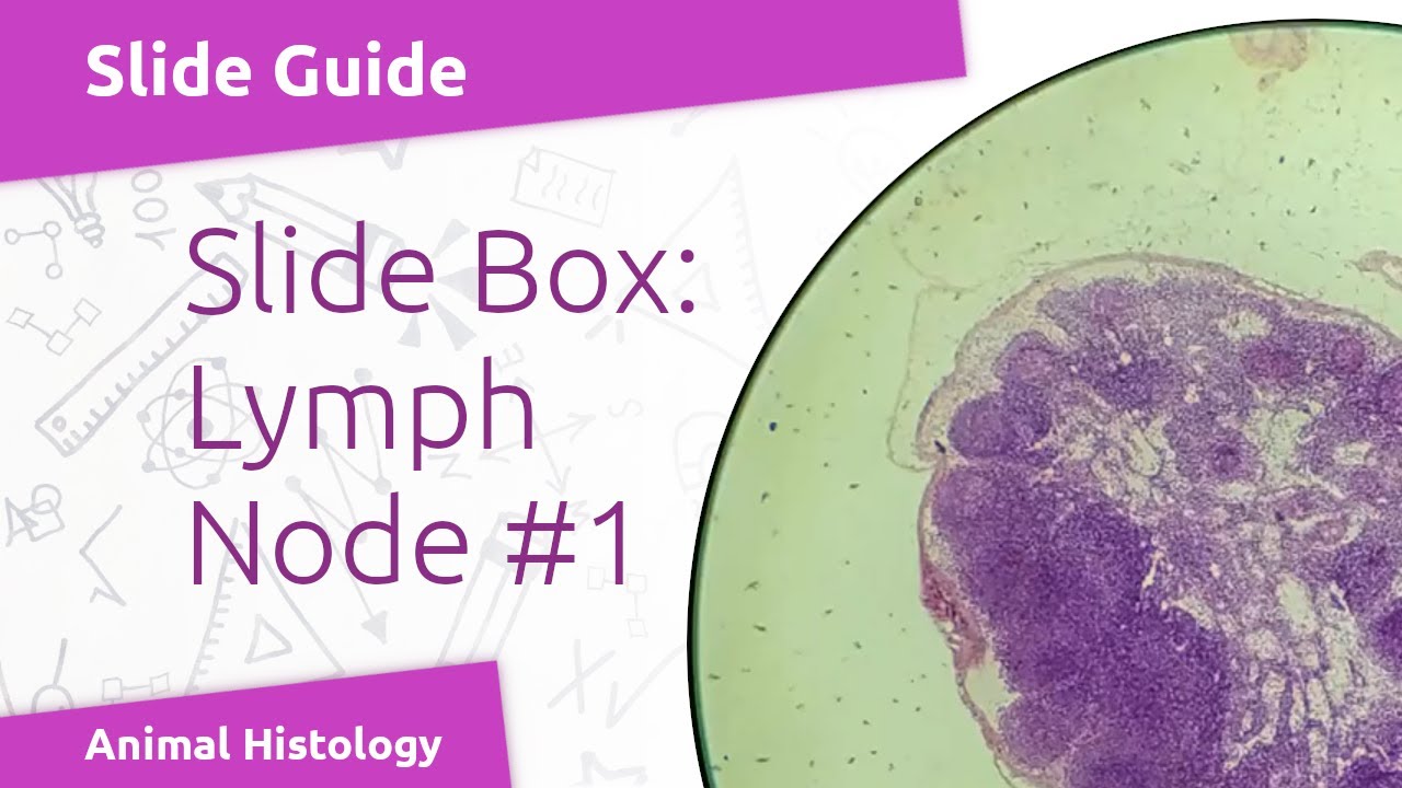 Virtual Slide: Lymphatic Organs - Lymph Node