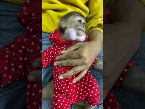 Where will keep her food in mouth ? | #shorts #reels #monkeys #bae3 #animals #icy #cute