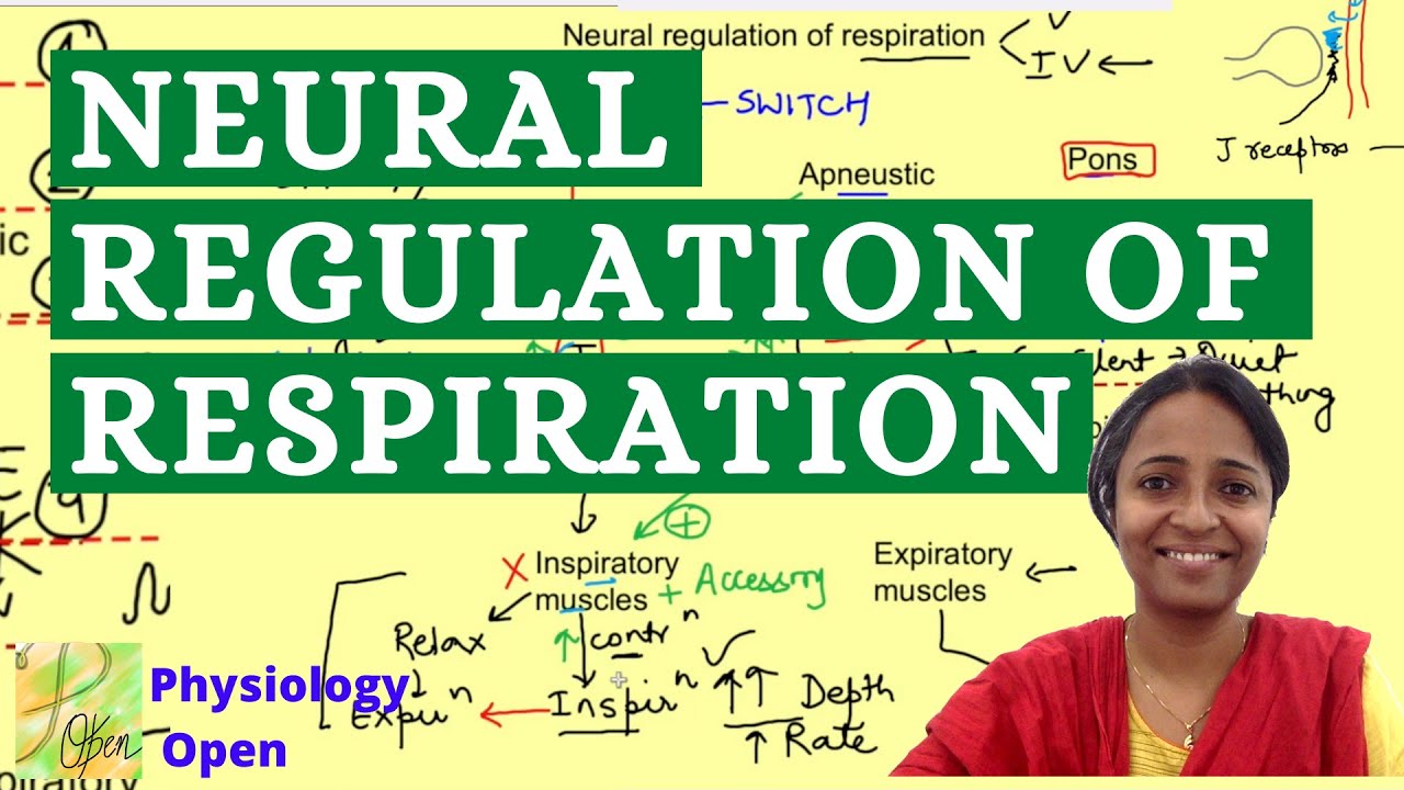 Understanding Neural Regulation of Respiration: A Comprehensive ...