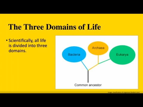 The Three Domains of Life (Bacteria, Archaea and Eukarya) | MCAT BIOLOGY
