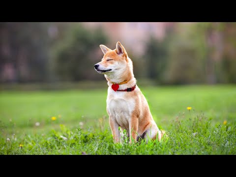 How to Solve Common Shiba Inu Behavior Issues