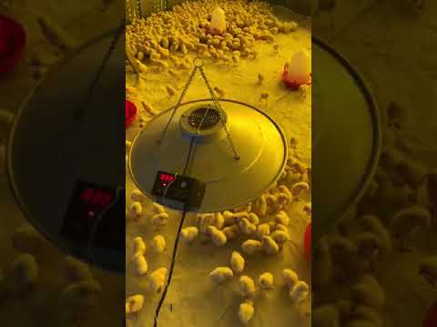 Electric Brooder at Best Price in India