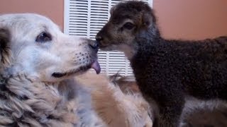 A Lamb And A Dog Canoodling Together