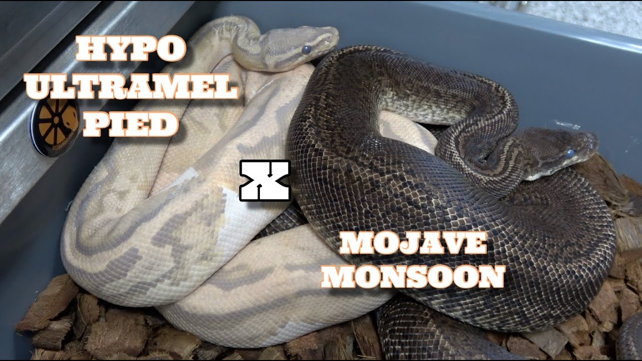 Crazy Ball Python Pairings For 2023!
