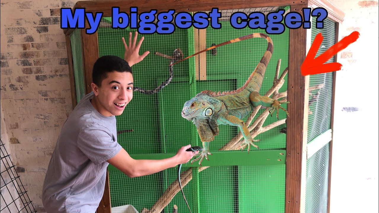 New Axanthic *Blue* Iguana!