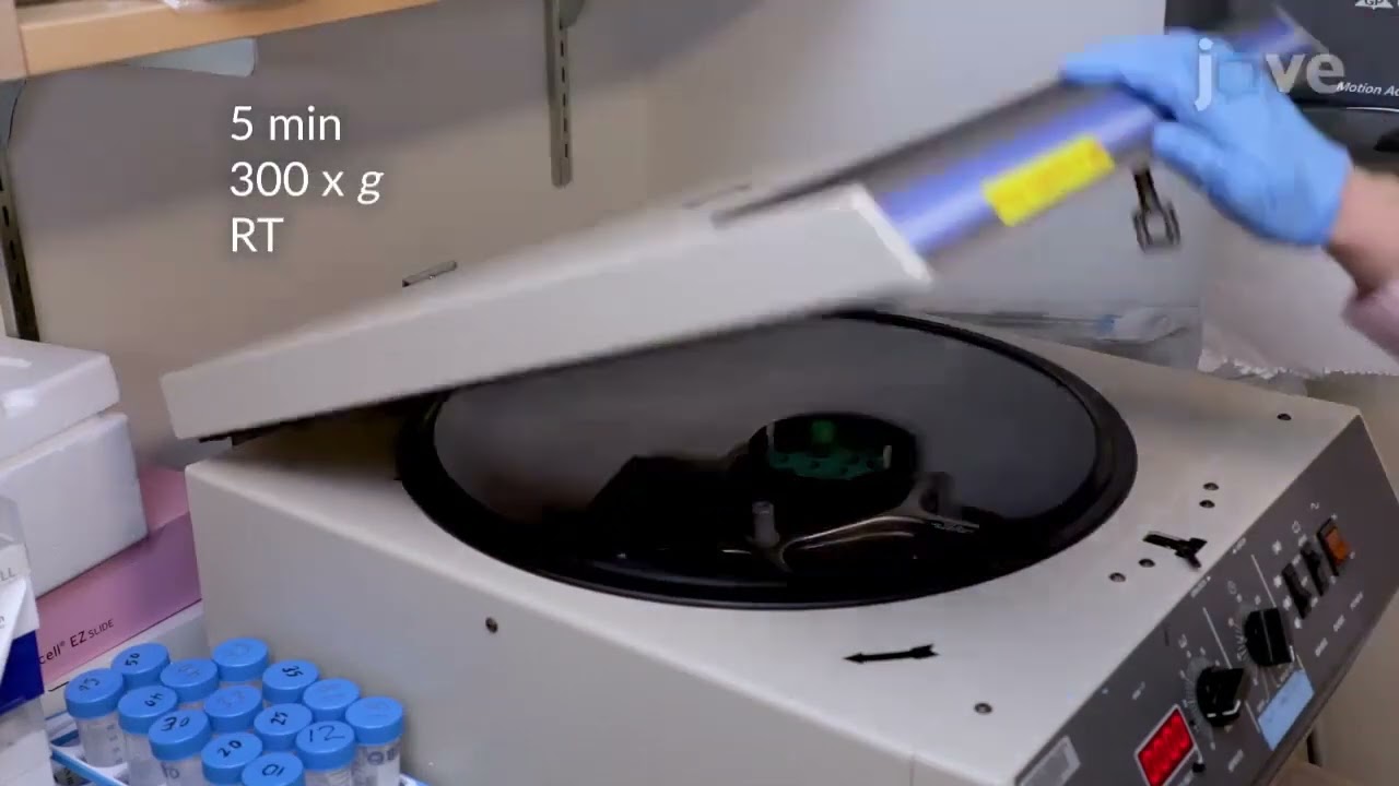 hiPSCs derived Brain Microvascular Endothelial Cells Cryopreservation | Protocol Preview