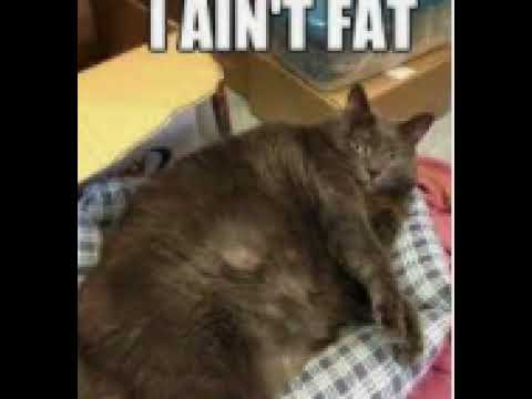I Aint Fat Cat Meme
