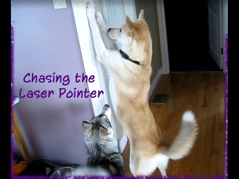 Laser Pointer Chase | huskiesandlife
