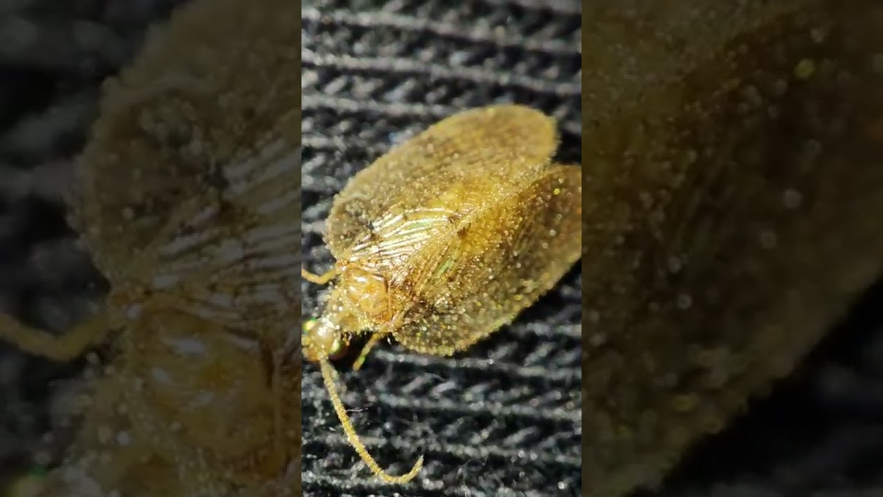 Tingidae (Lace Bug)
