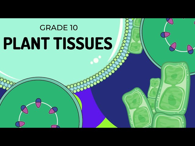 Understanding Plant Tissues: A Comprehensive Guide | Galaxy