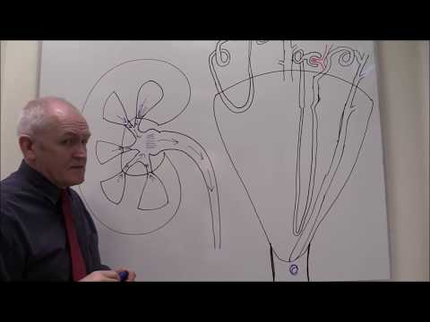 Renal 4, Position of nephrons within the kidney