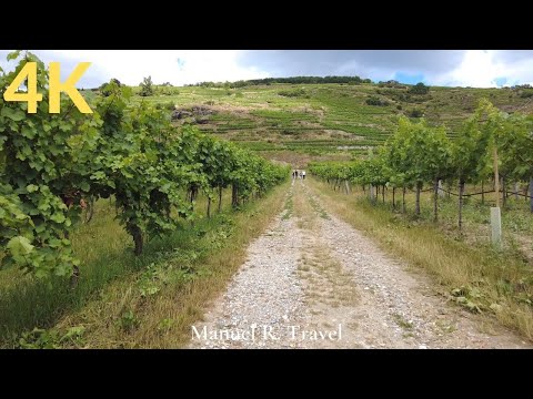 Weinwanderung 🍷 (Wine Hiking) in the UNESCO World Heritage Site Wachau, Hiking in Austria