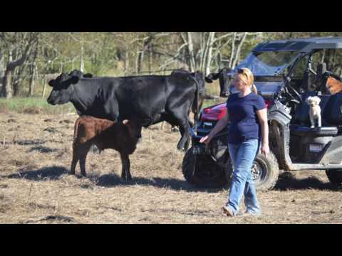 Beef Exports Increase U.S. Carcass Values