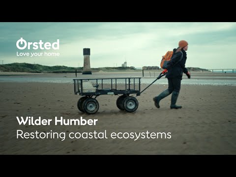 Wilder Humber: Restoring coastal ecosystems to mitigate climate change and support biodiversity
