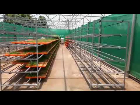 Hydroponic Fodder Machine - Hydroponic Fodder System Latest Price ...