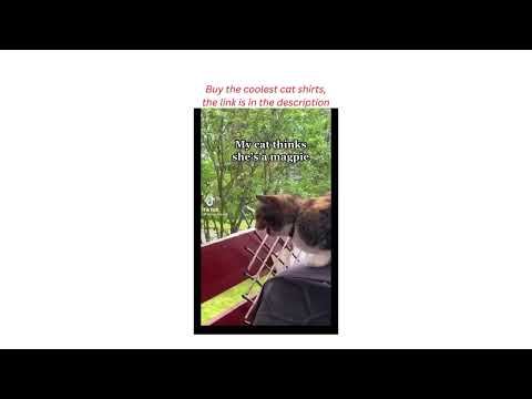 funny cats tiktok #shorts