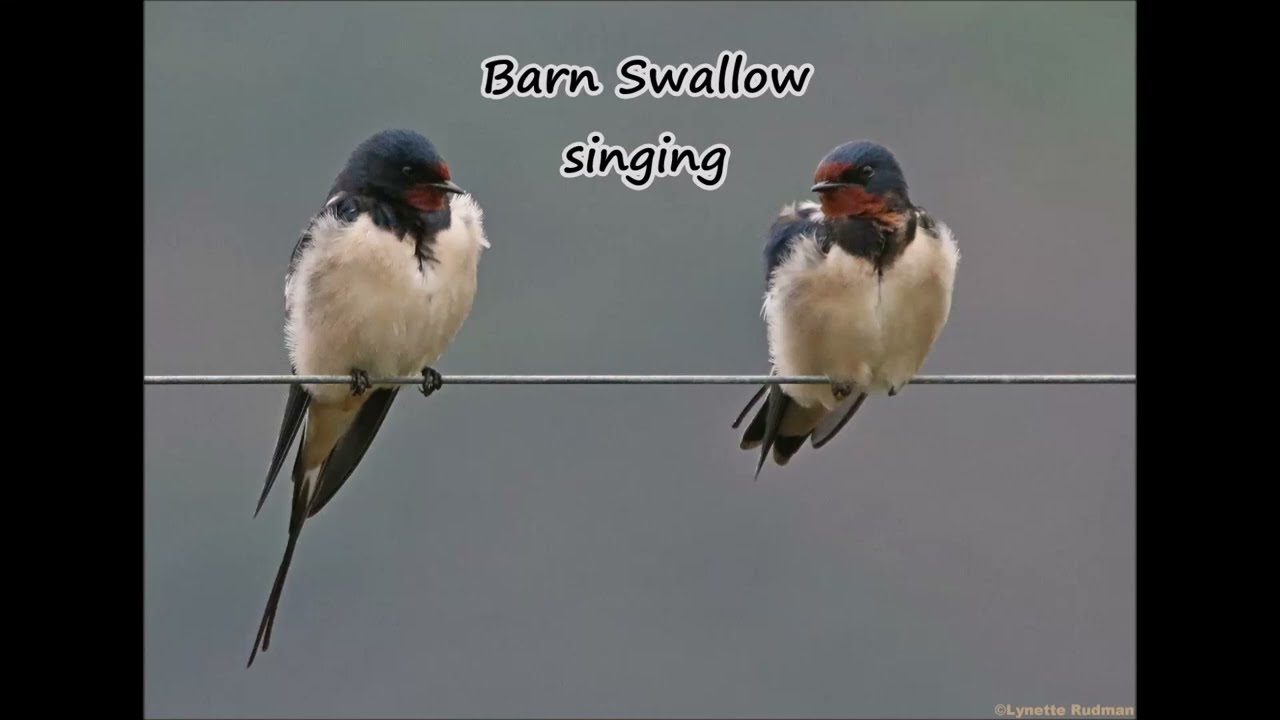 Barn Swallow singing