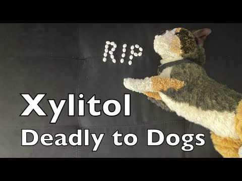 Xylitol Deadly To Dogs