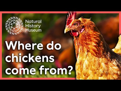 Where do chickens come from? | Surprising Science