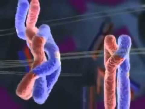 251- MBIO Biology Meiosis cell division