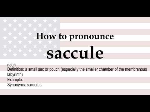saccule
