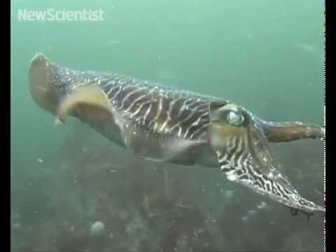 Do you speak cuttlefish?