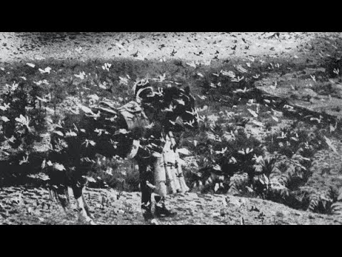Great Locust Plague 1874-75. The destruction of the Great Plains. Trillions to EXTINCTION in 25 yrs