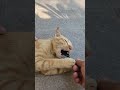 Orange Tabby Cat He Bit Me Watch HD Mp4 Video Download Free