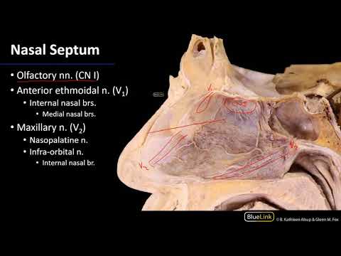 Nasal Cavity, Sinuses and Ear - Innervation of the Nasal Cavity