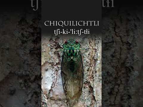 Nahuatl Word of the Week 77: CHIQUILICHTLI (Cicada)