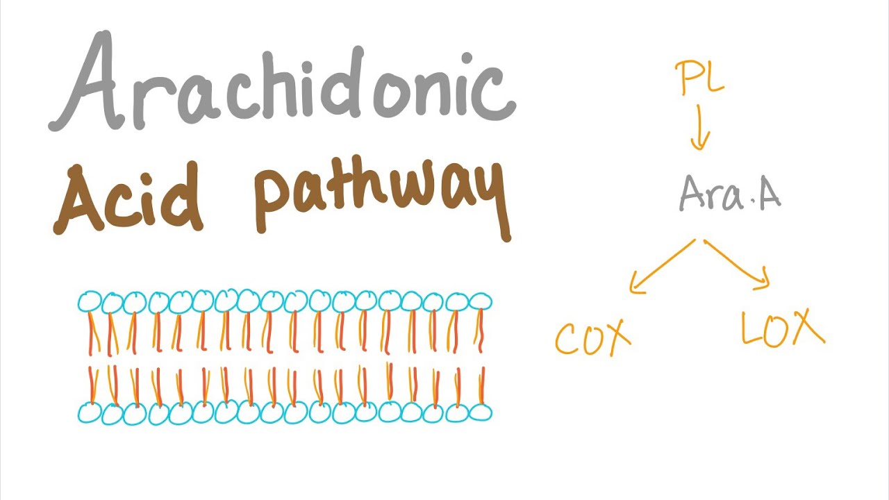 Understanding the Arachidonic Acid Pathway: A Comprehensive Guide ...